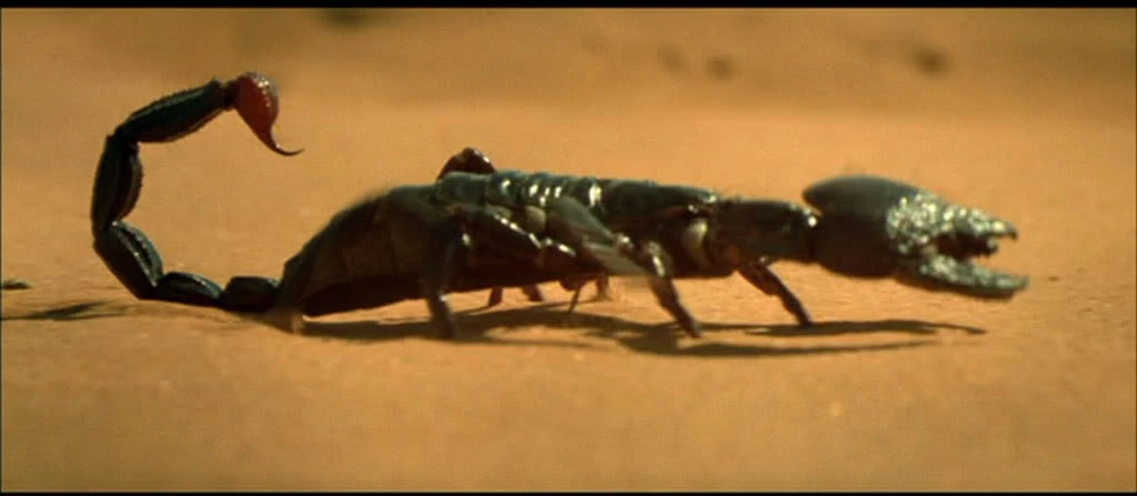 Scorpion | Rickipedia: The Mummy Wiki | Fandom