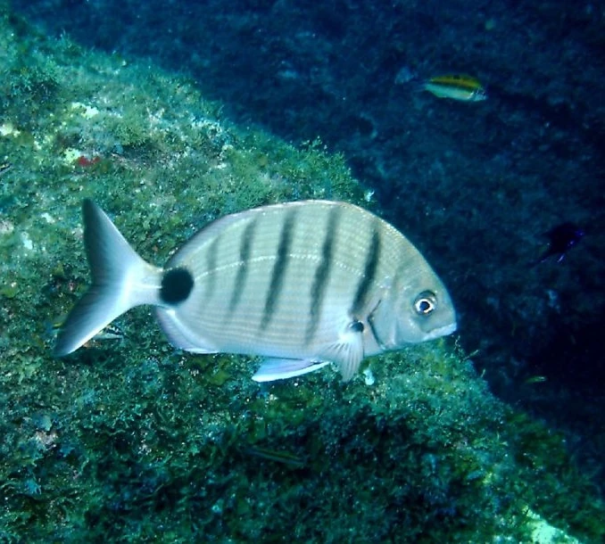 Sargo | Wiki Mundo acuático | Fandom