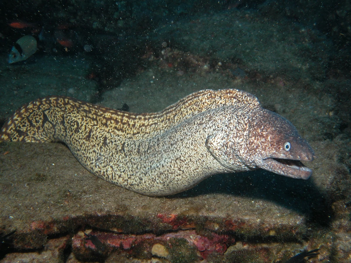 Morena | Wiki Mundo acuático | Fandom