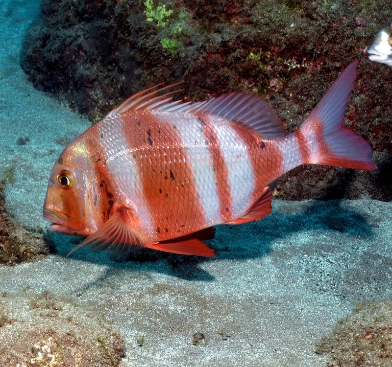 Urta | Wiki Mundo acuático | Fandom