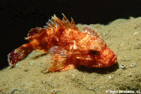 Rascacio | Wiki Mundo acuático | Fandom