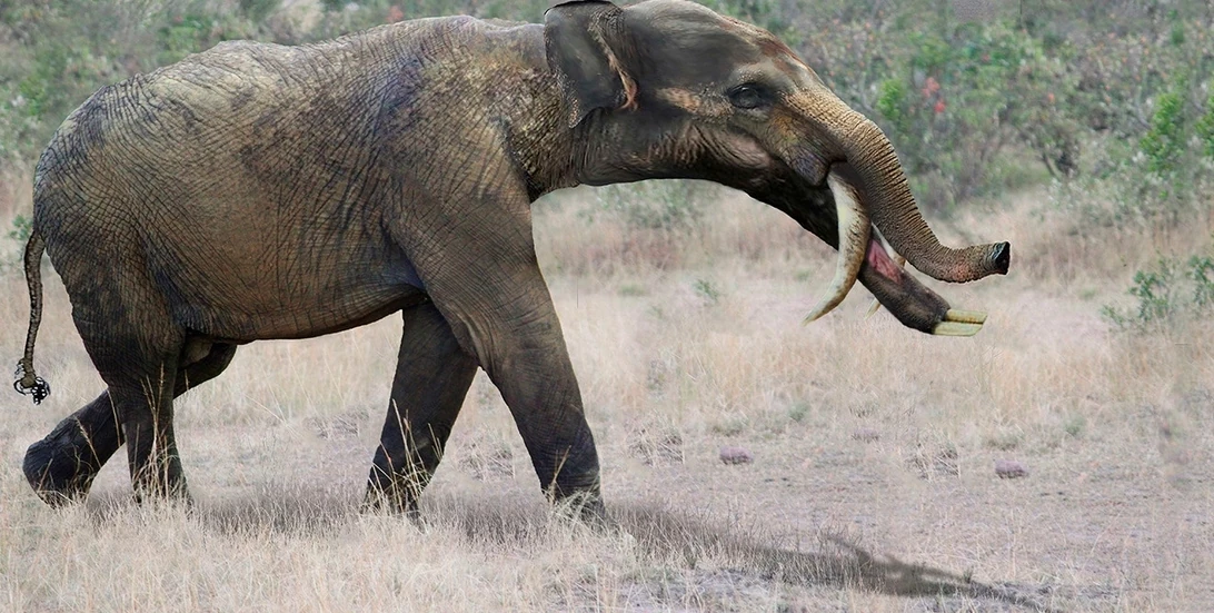 Amebelodon fricki (La Nature) | Mundo Alterno Wiki | Fandom