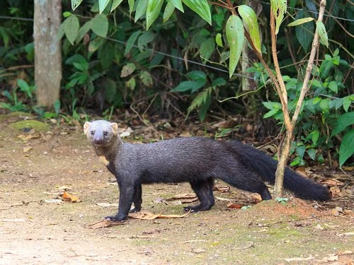 Irara | Wiki Mundo Animal | Fandom