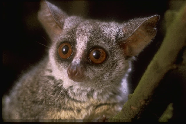 Galago | Wiki Mundo Animal | Fandom