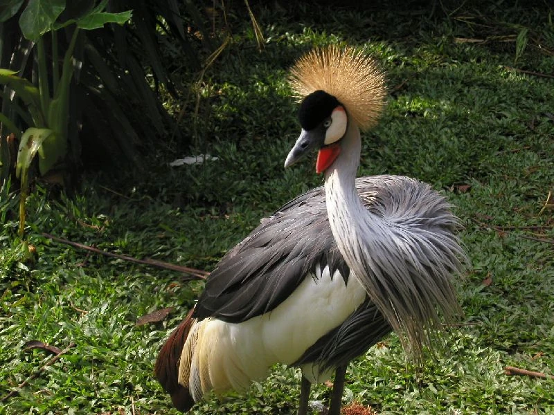 Grou | Wiki Mundo Animal | Fandom