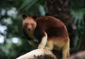 Dingiso | Wiki Mundo Animal | Fandom
