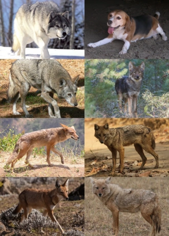 Canis | Wiki Mundo Animal | Fandom