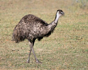 Emu | Wiki Mundo Animal | Fandom