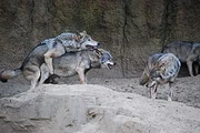 Lobo-Cinzento | Wiki Mundo Animal | Fandom