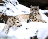 Leopardo-das-Neves | Wiki Mundo Animal | Fandom