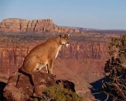 Puma | Wiki Mundo Animal | Fandom