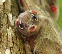 Colugo | Wiki Mundo Animal | Fandom