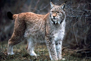 Lince | Wiki Mundo Animal | Fandom