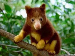 Dingiso | Wiki Mundo Animal | Fandom