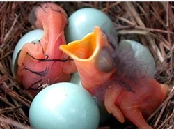 Pombo | Wiki Mundo Animal | Fandom