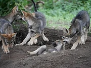 Lobo-Cinzento | Wiki Mundo Animal | Fandom
