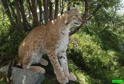 Lince | Wiki Mundo Animal | Fandom