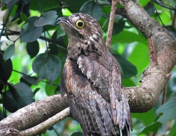 Urutau | Wiki Mundo Animal | Fandom