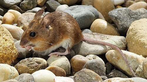 Rato-do-campo | Wiki Mundo Animal | Fandom