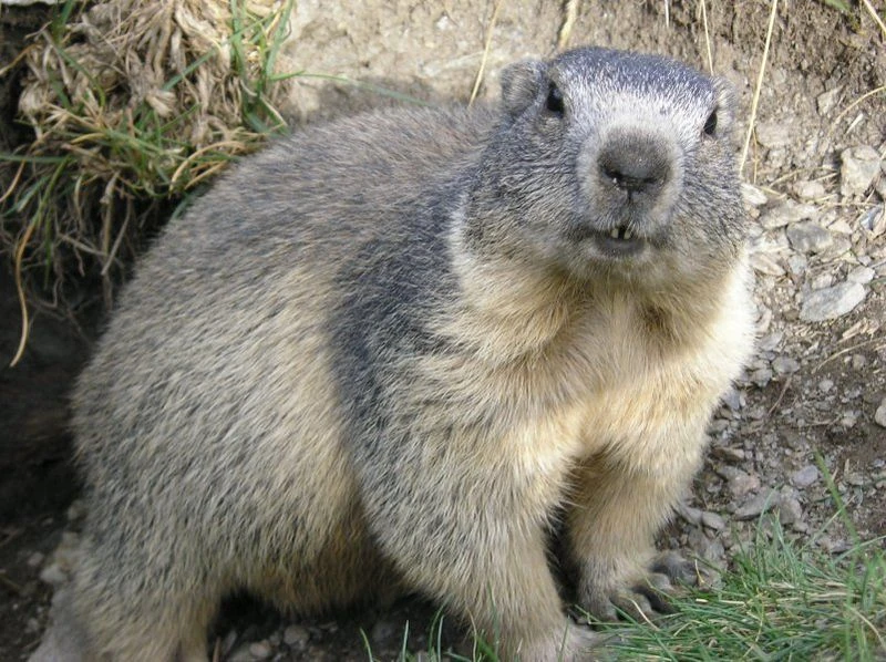 Marmota | Wiki Mundo Animal | Fandom
