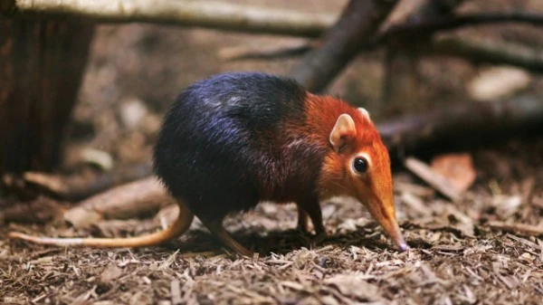 Musaranho | Wiki Mundo Animal | Fandom