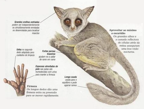 Galago | Wiki Mundo Animal | Fandom