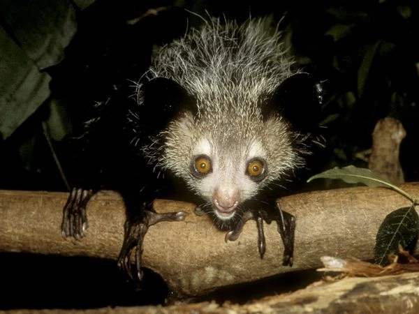 Aye-Aye | Wiki Mundo Animal | Fandom