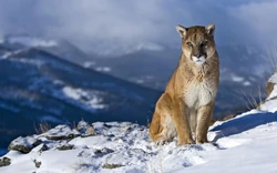 Puma | Wiki Mundo Animal | Fandom