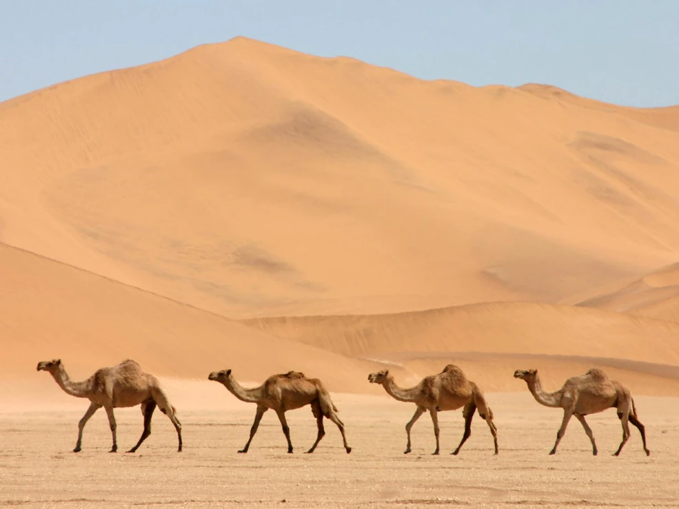 Lista De Animais Do Bioma Deserto Os Sapos Da Caatinga Brasileira Que
