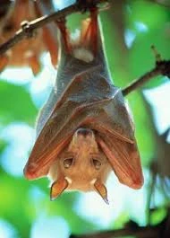 Raposa-Voadora | Wiki Mundo Animal | Fandom