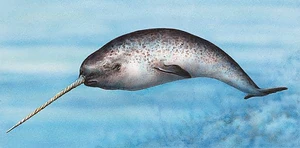 Narval | Wiki Mundo Animal | Fandom