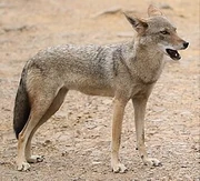 Lobo-Cinzento | Wiki Mundo Animal | Fandom