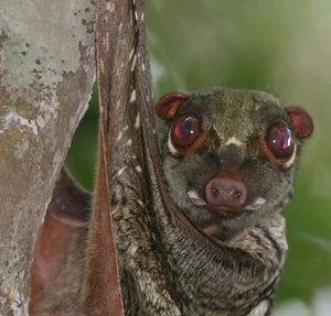Colugo | Wiki Mundo Animal | Fandom