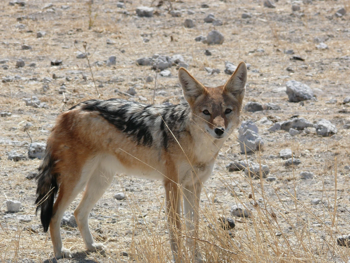 Chacal | Wiki Mundo Animal | Fandom