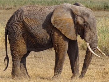 Elefante africano | Wiki Mundo Animal | Fandom