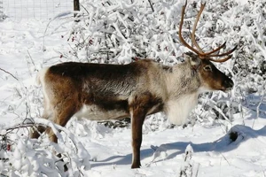 Rena | Wiki Mundo Animal | Fandom