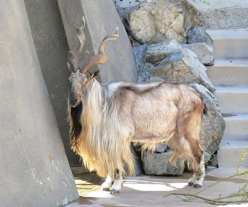 Markhor | Wiki Mundo Animal | Fandom
