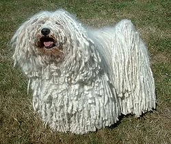 Puli | Wiki Mundo canino | Fandom