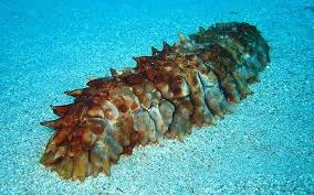 Extrañas características de un "Pepino de Mar" | MUNDO MARITIMO0 Wiki ...