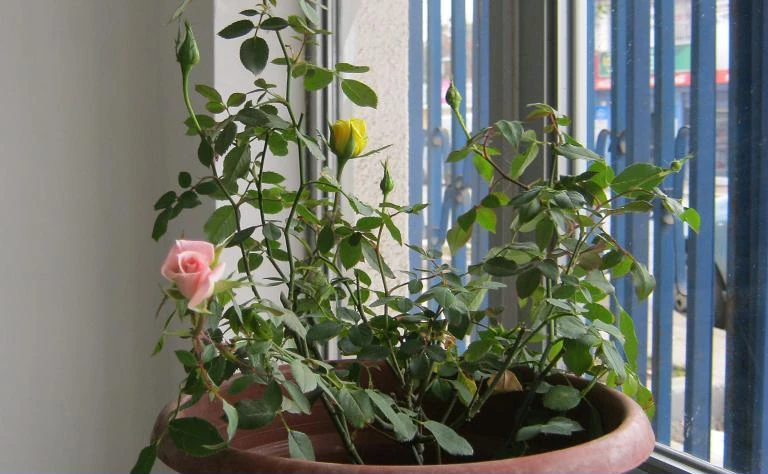 Eres como una rosa | Wiki Mundopedia | Fandom