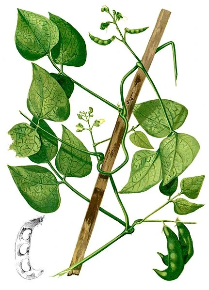 Pallar | Wiki Mundopedia | Fandom