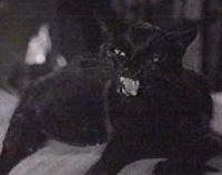 Kitty | Munster Wiki | Fandom