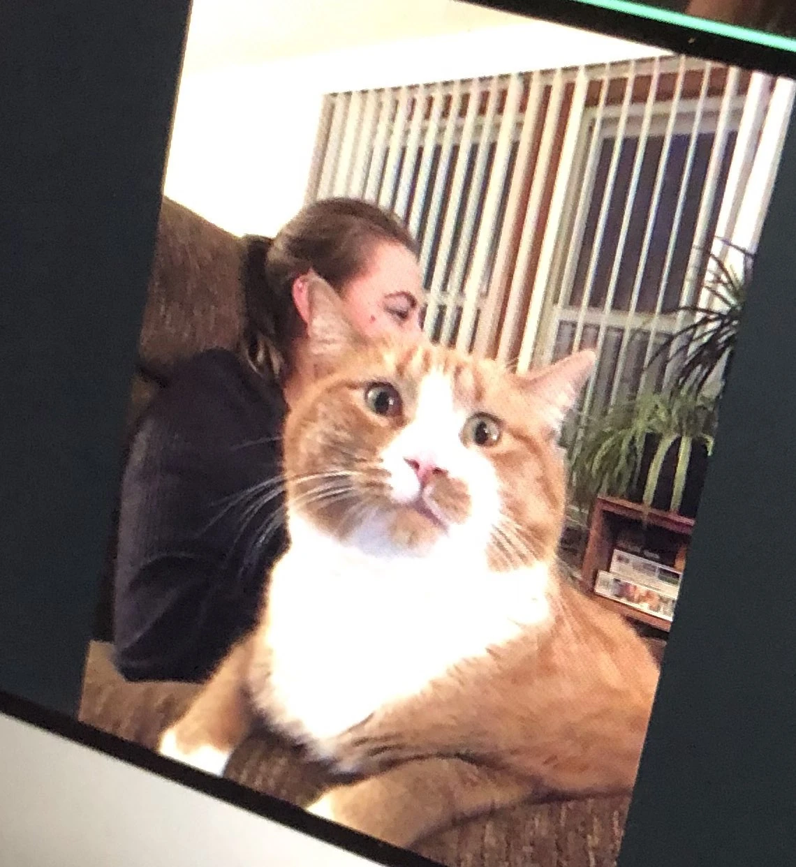 Archie | MuPedia Wiki | Fandom