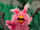 Repeatee Birds (species)
