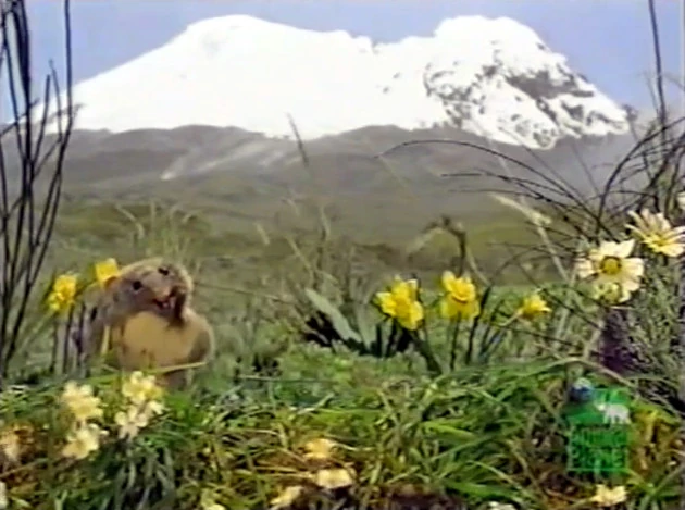 Power From the Flower | Muppet Wiki | Fandom