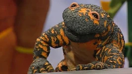 Lizards | Muppet Wiki | Fandom
