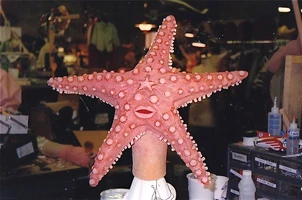 Sea stars | Muppet Wiki | Fandom