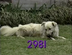 Episode 2981 | Muppet Wiki | Fandom