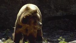 Episode 4193 | Muppet Wiki | Fandom