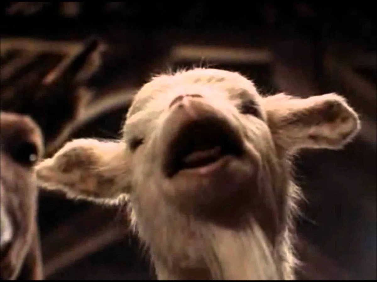 Muriel | Muppet Wiki | Fandom